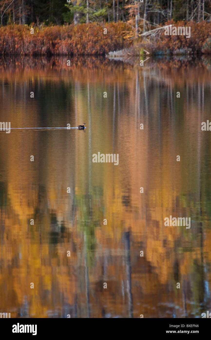 Autumn Trees fall Michigan colors beautiful red orange bird pond Stock ...