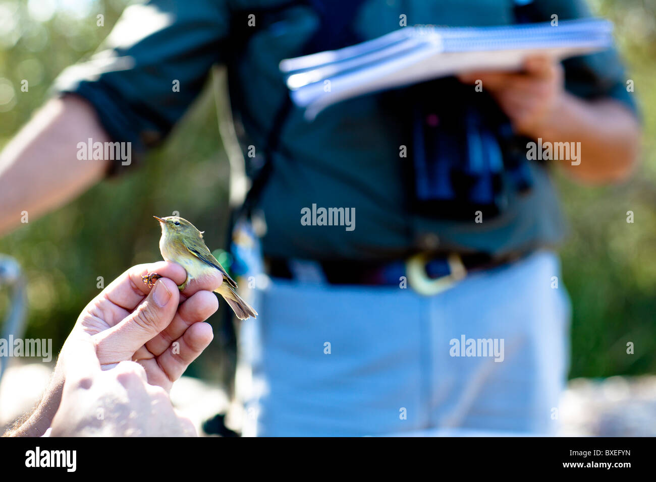 Catalonia wildlife hi-res stock photography and images - Alamy