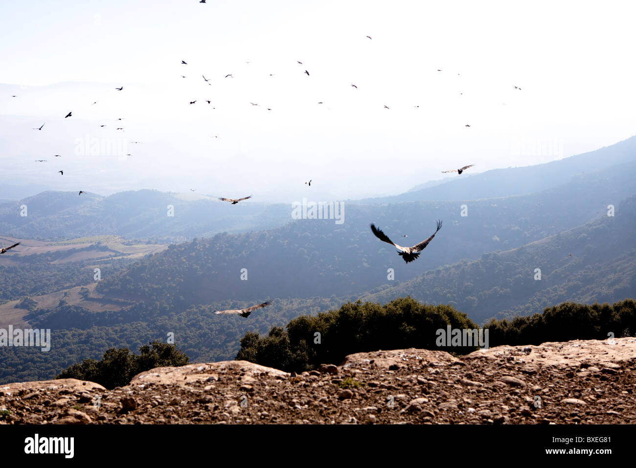 Pyrennes mountains Vultures bird Catalonia Spain Stock Photo - Alamy