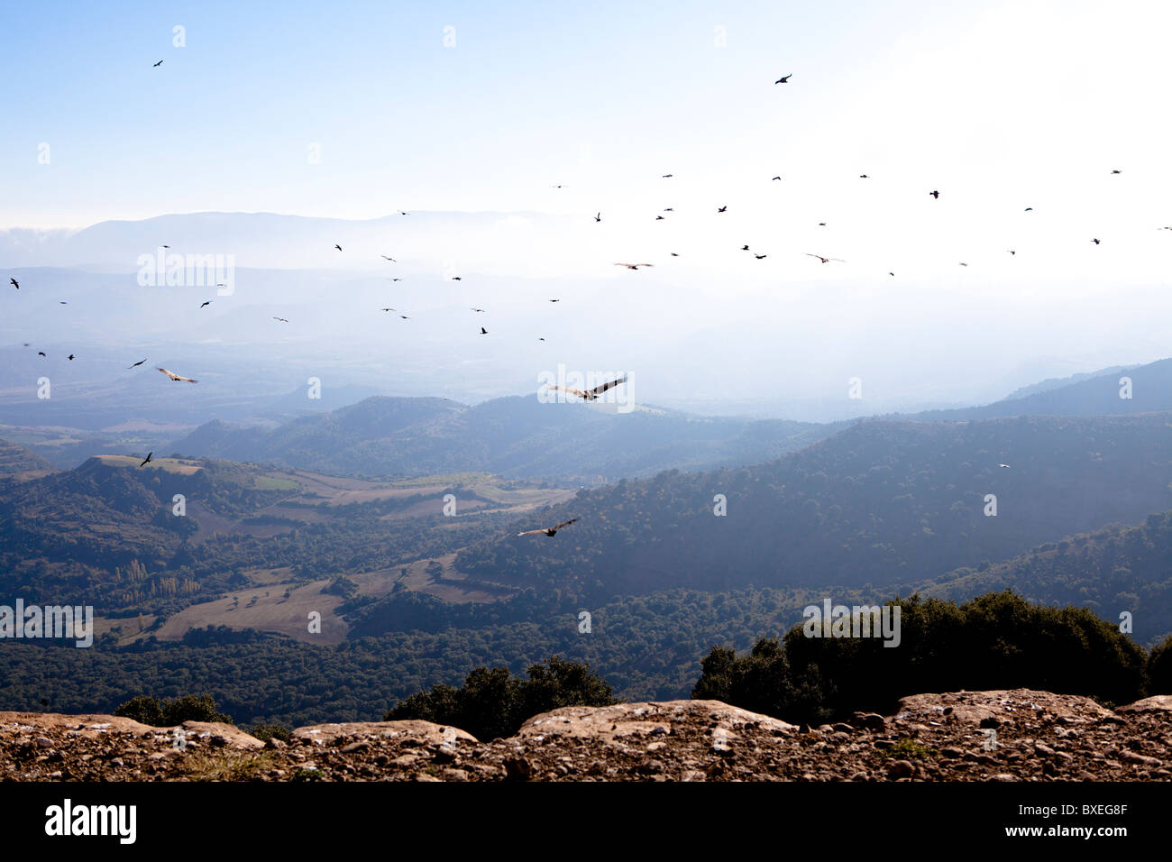 Pyrennes mountains Vultures bird Catalonia Spain Stock Photo - Alamy