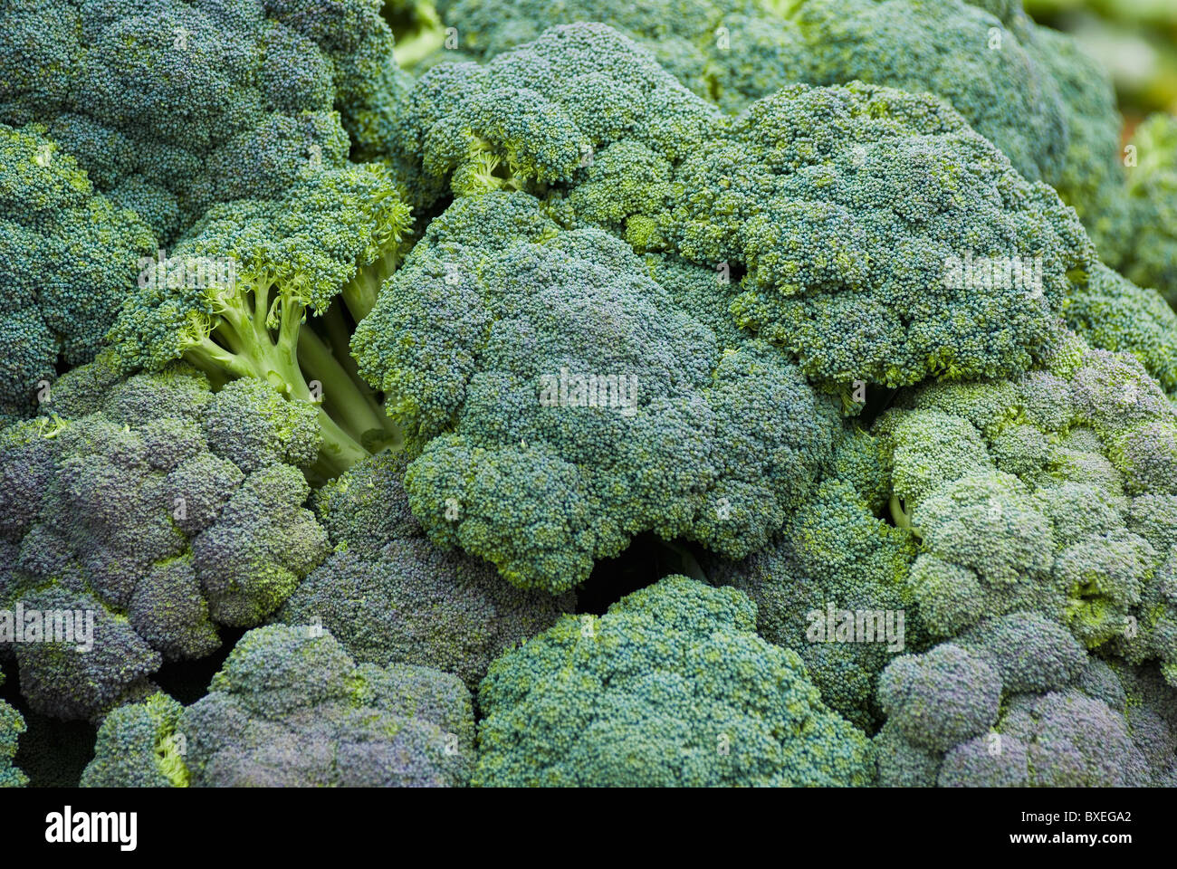 Broccoli display at farmer's market Stock Photo - Alamy