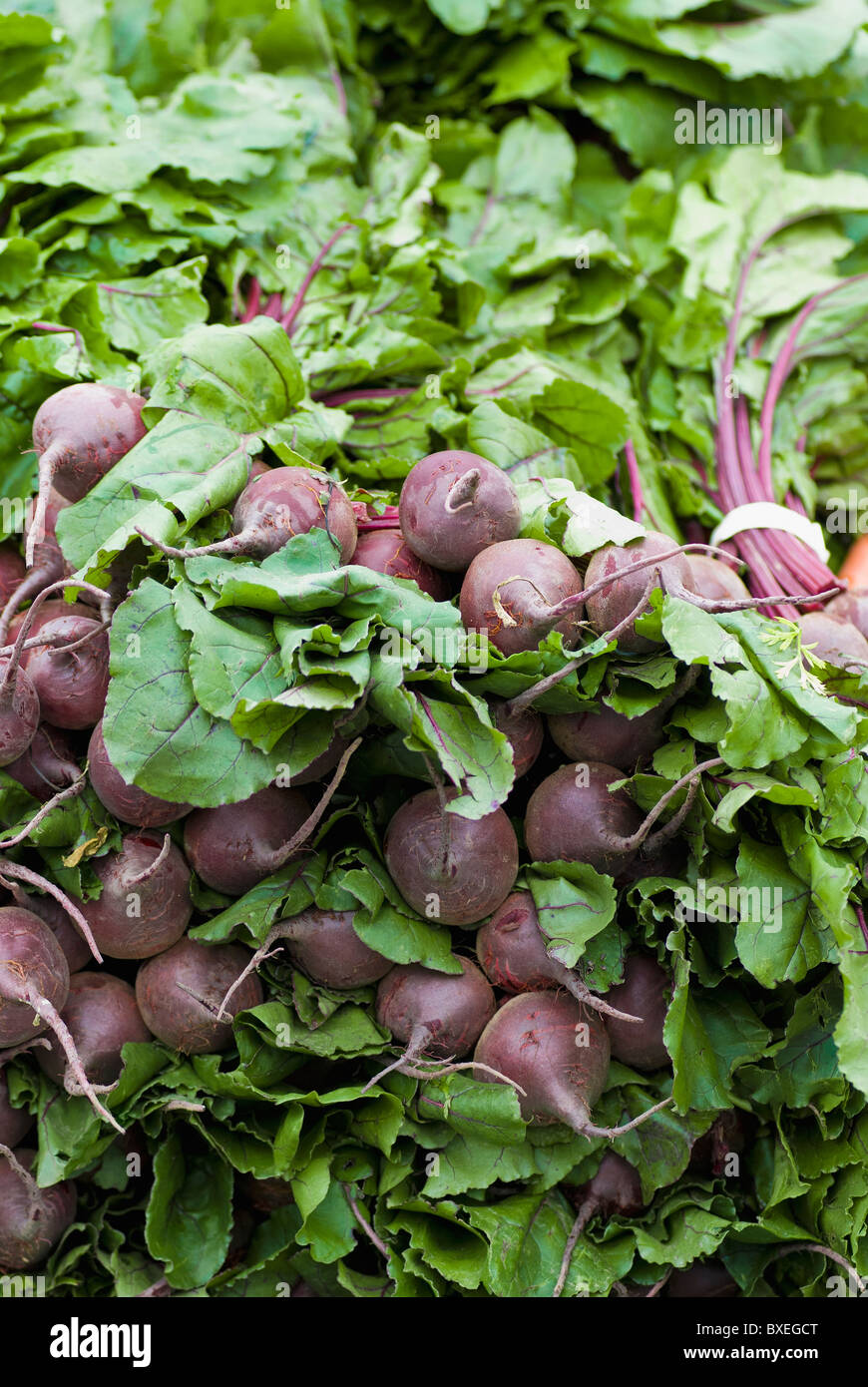 Pile of fresh beets Stock Photo - Alamy