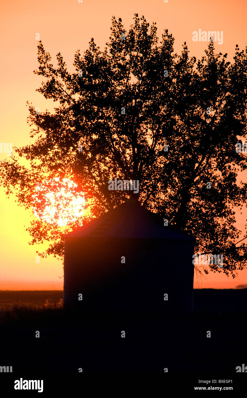 Sunset Saskatchewan Canada Granary Agriculture Sun tree Stock Photo - Alamy
