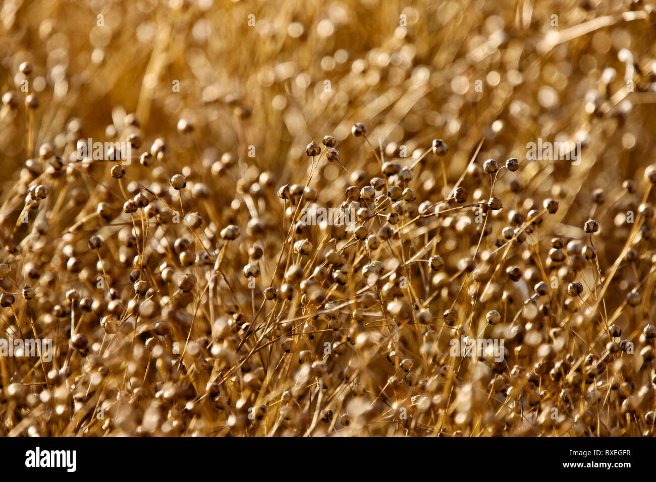 Ripe Flax Saskatchewan Canada seed close Agriculture Stock Photo - Alamy