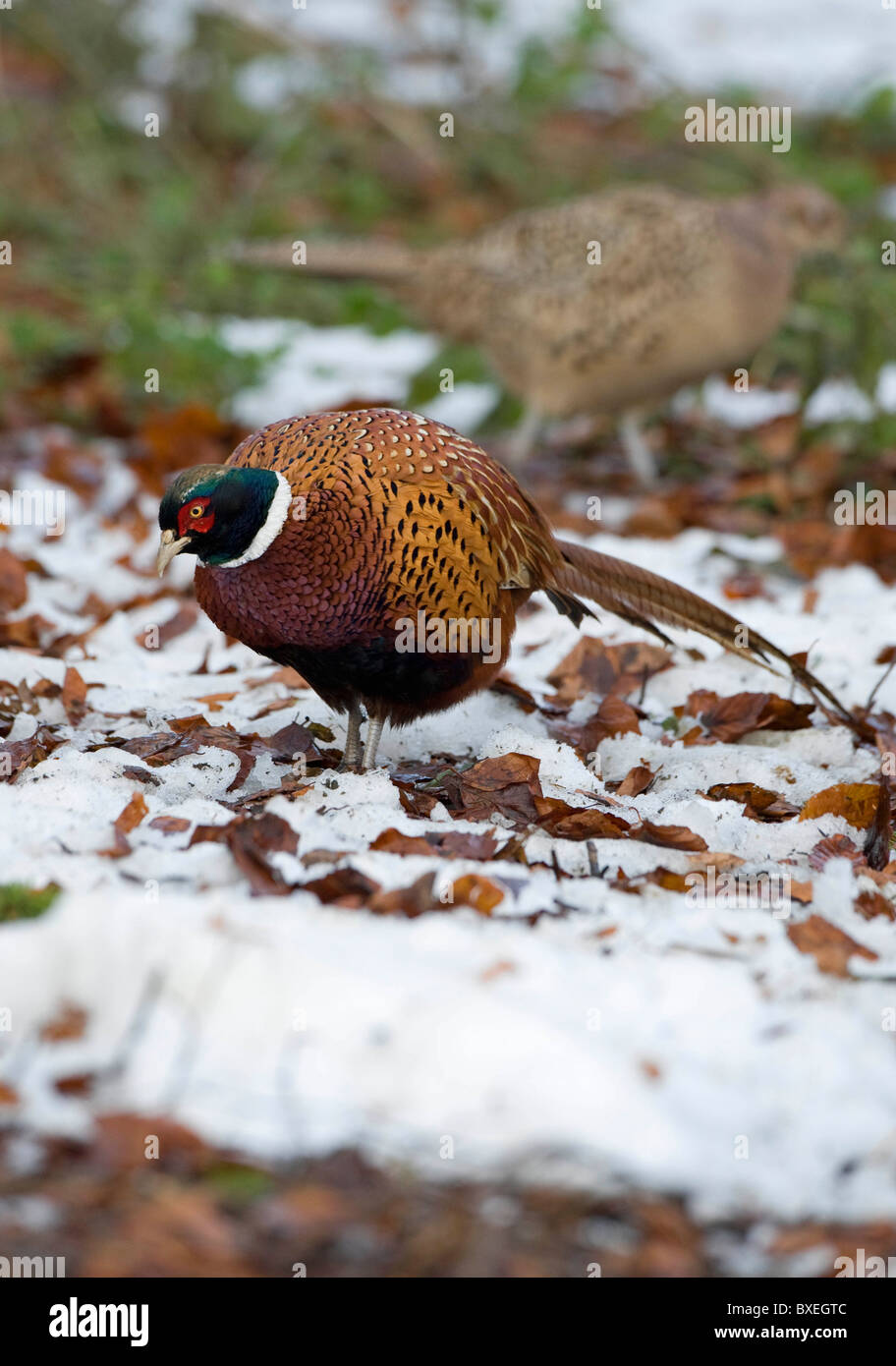 Common Pheasant (Phasianus colchicus) in snow Stock Photo - Alamy