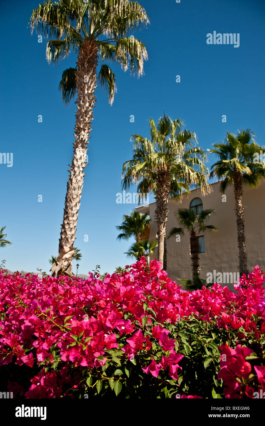 Palm tree tropical flowers hi-res stock photography and images - Alamy