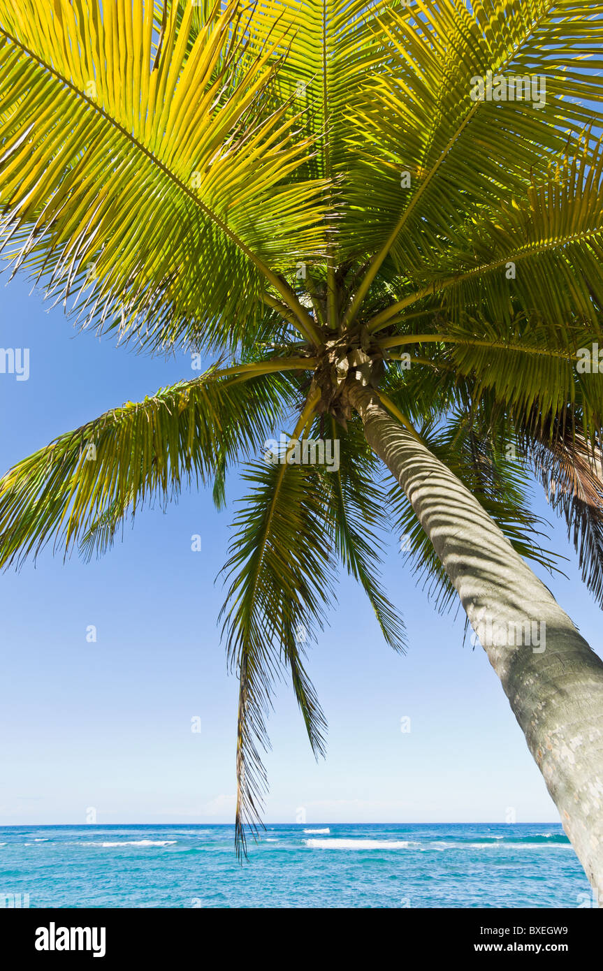 Palm tree by the ocean Stock Photo - Alamy
