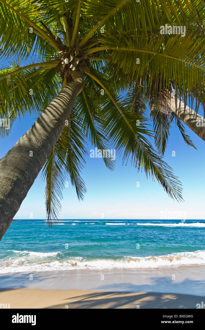 Palm trees on waterfront hi-res stock photography and images - Alamy