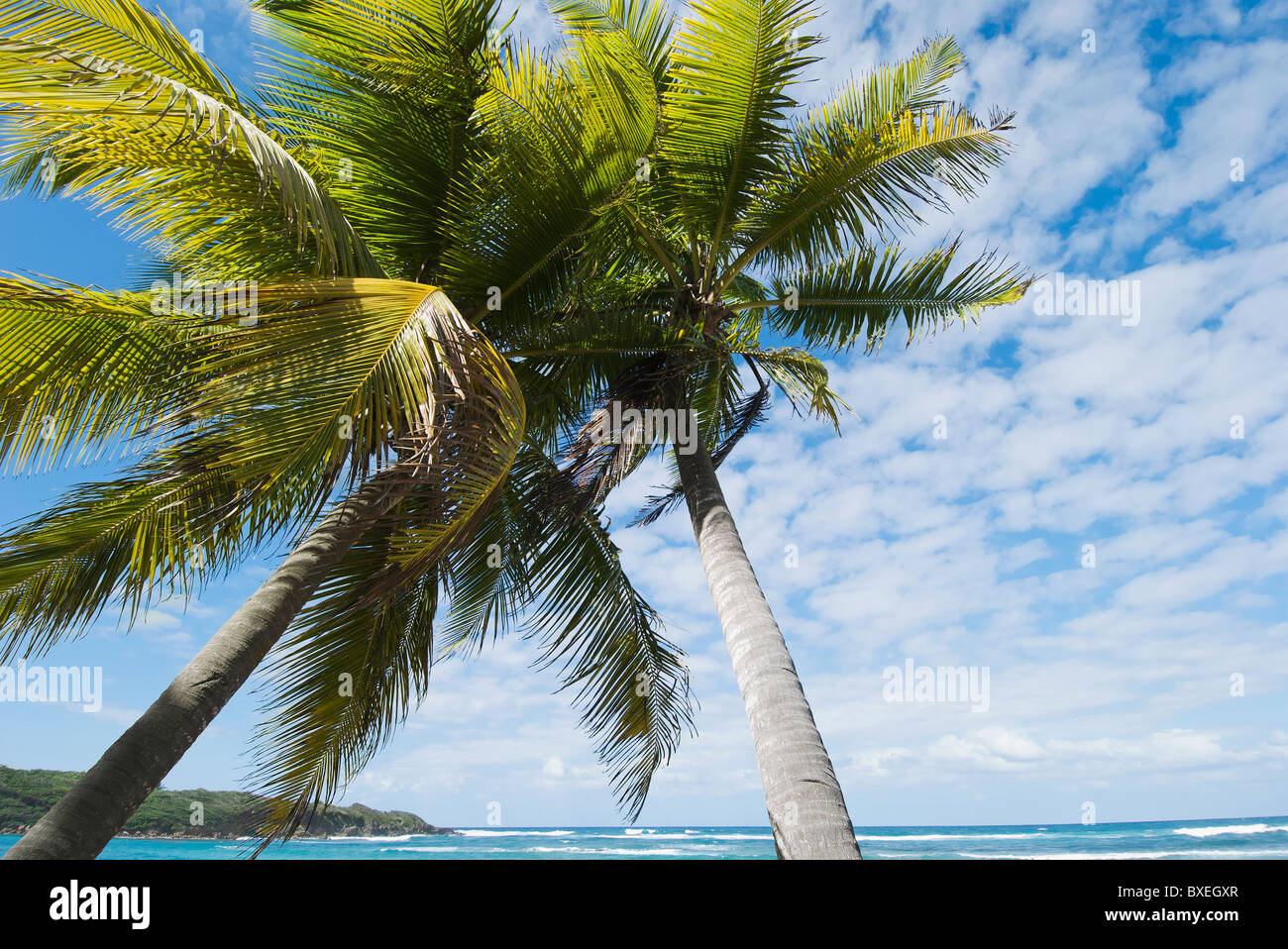 Palm trees by the ocean Stock Photo - Alamy