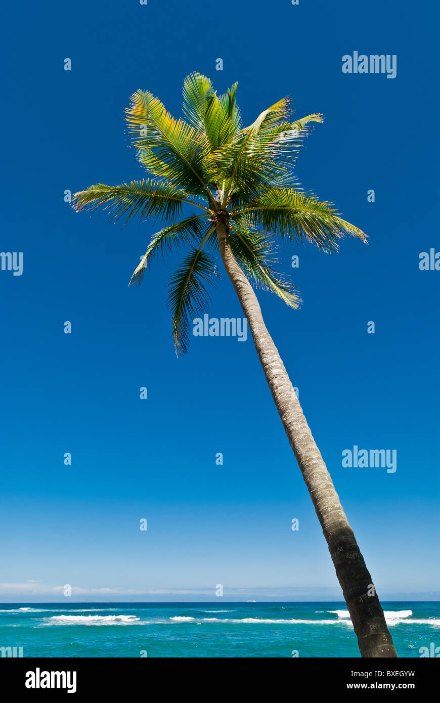 Palm tree by the ocean Stock Photo - Alamy