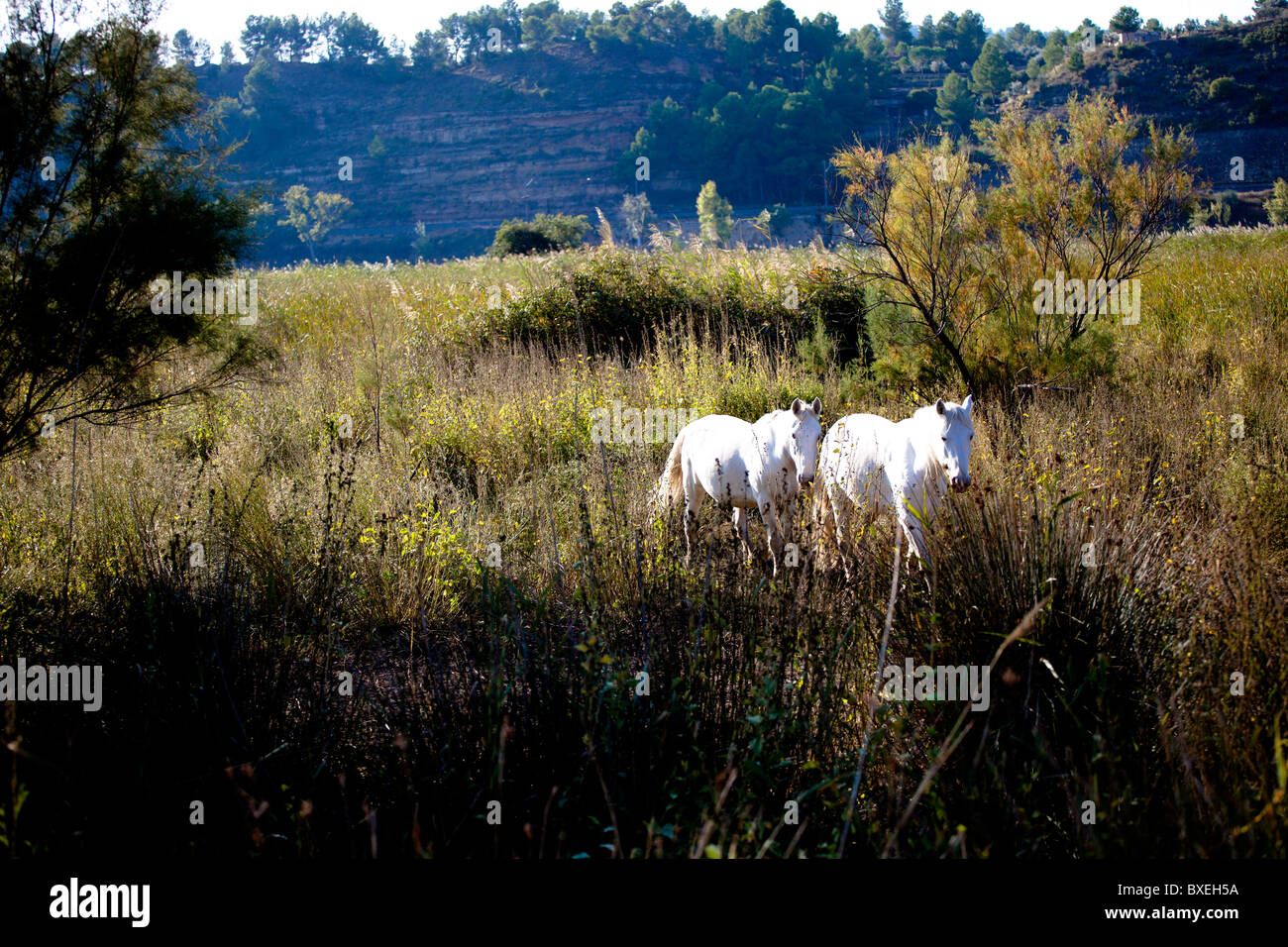 Sebes reserve Flix Ebro Catalonia Spain Stock Photo - Alamy