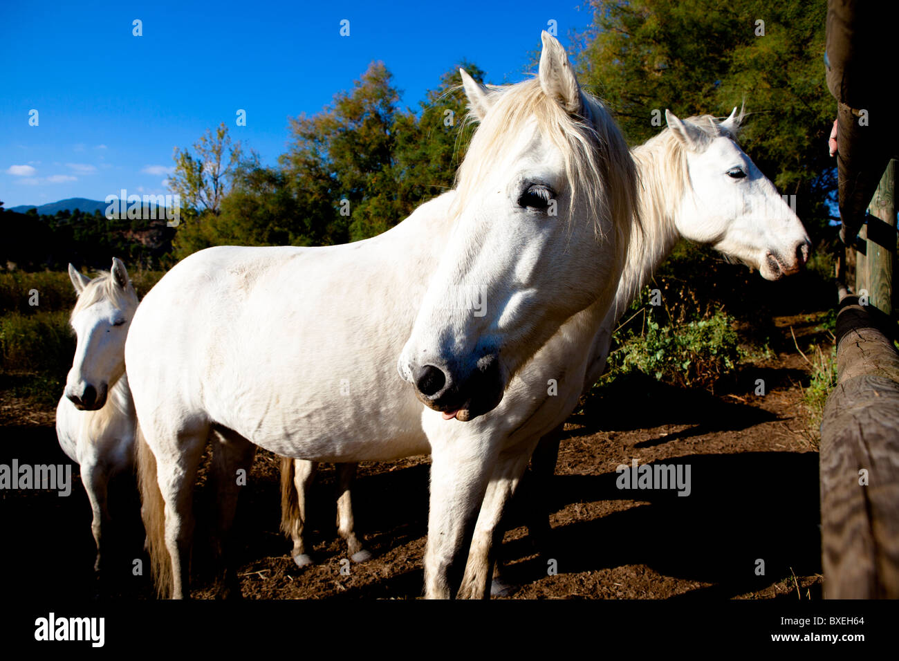 Sebes reserve Flix Ebro Catalonia Spain Stock Photo - Alamy
