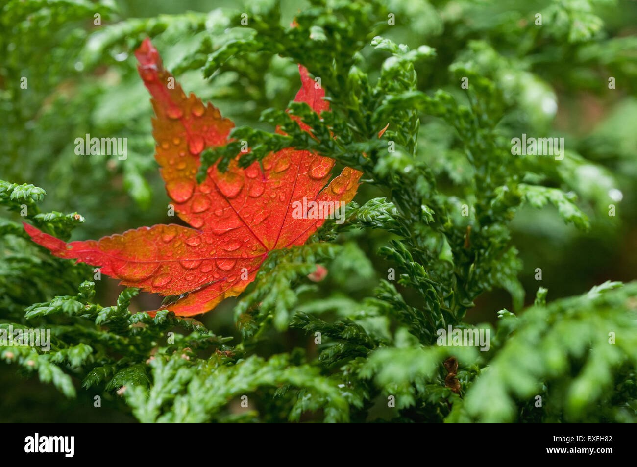 Wet red leaf on cedar tree Stock Photo - Alamy