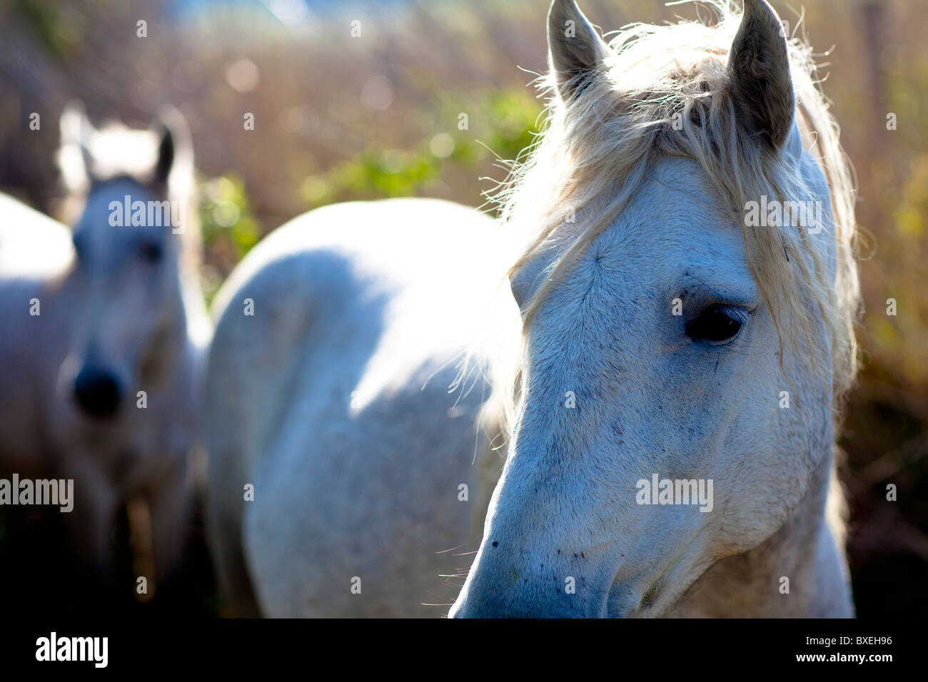 Sebes reserve Flix Ebro Catalonia Spain Stock Photo - Alamy