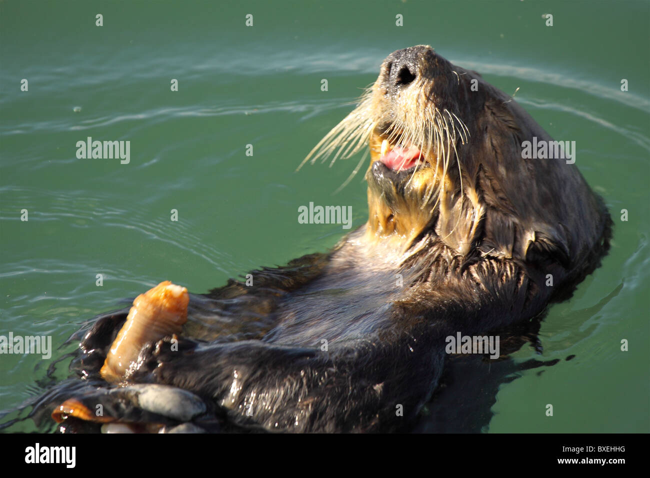 Sea Otter Clam High Resolution Stock Photography and Images - Alamy