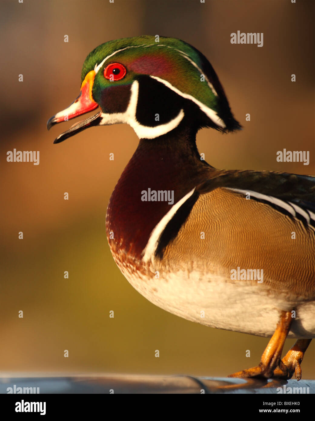 A male Wood Duck calling out during courtship Stock Photo - Alamy