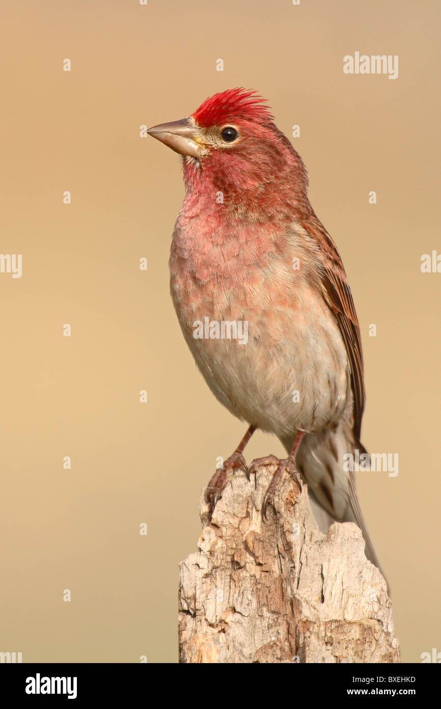 A House Finch with crest askew Stock Photo - Alamy