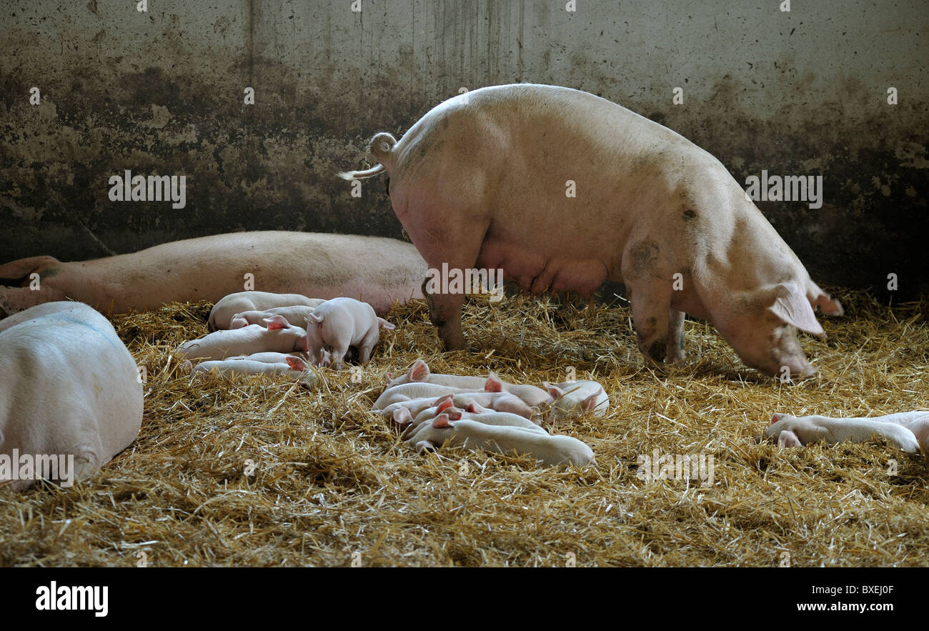 Sows and piglets are living together in a stable with straw bed ...