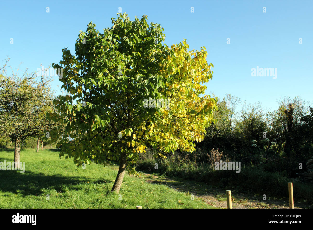 Summer tree in an orchard, Somerset, England, UK Stock Photo - Alamy