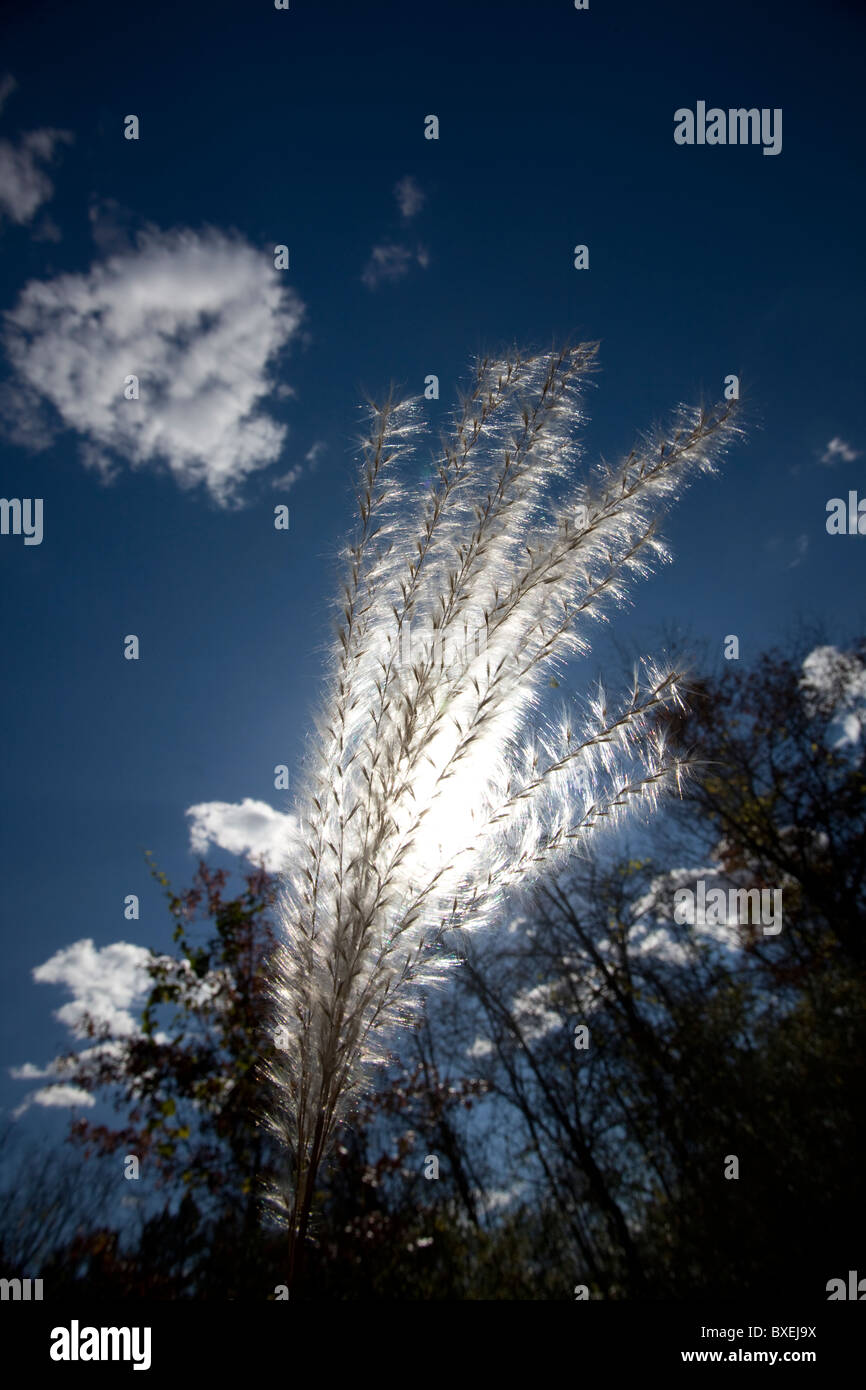White fluffy weed at road side Minnesota south Stock Photo - Alamy