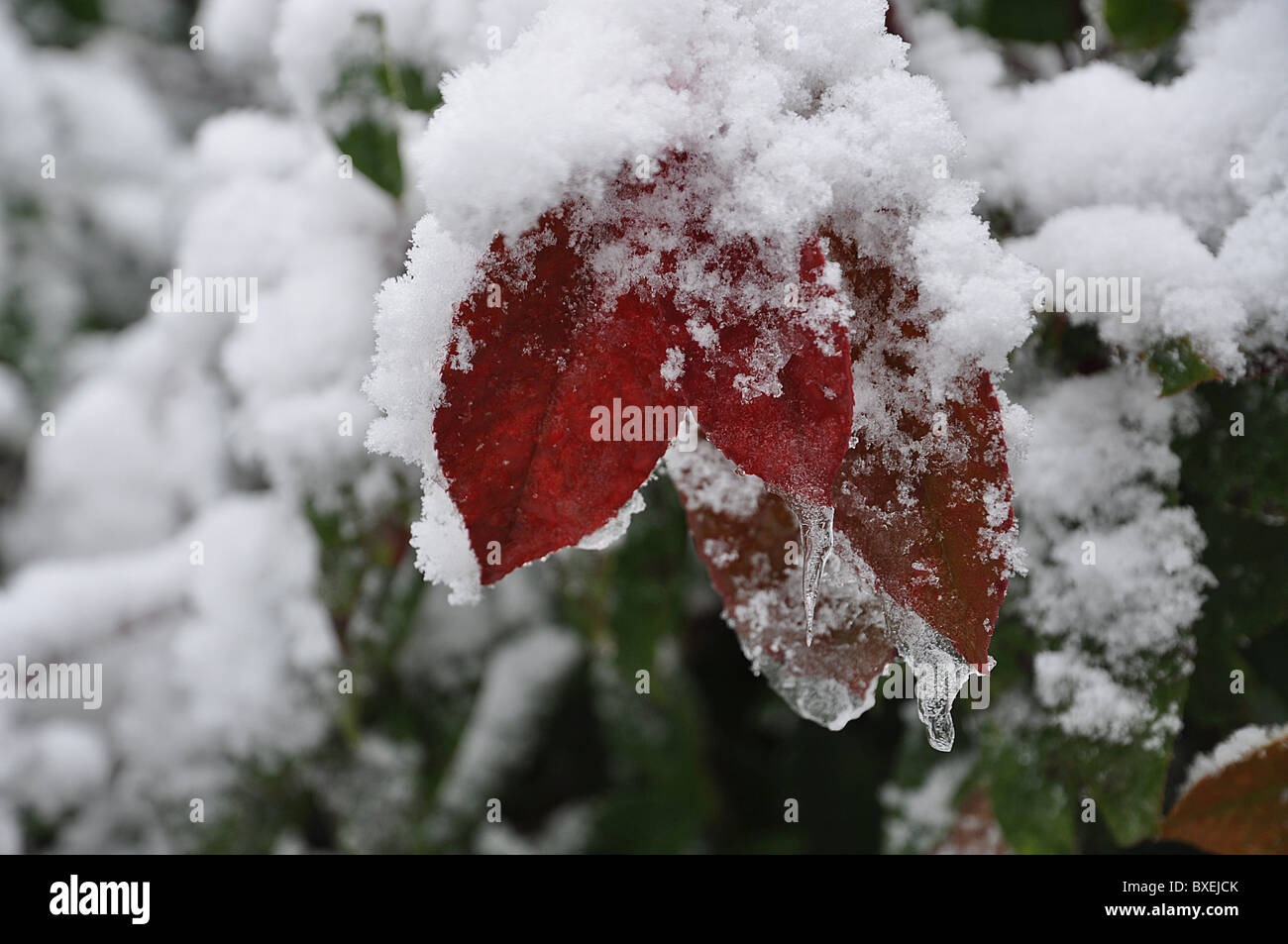 Shrub of the family hi-res stock photography and images - Alamy