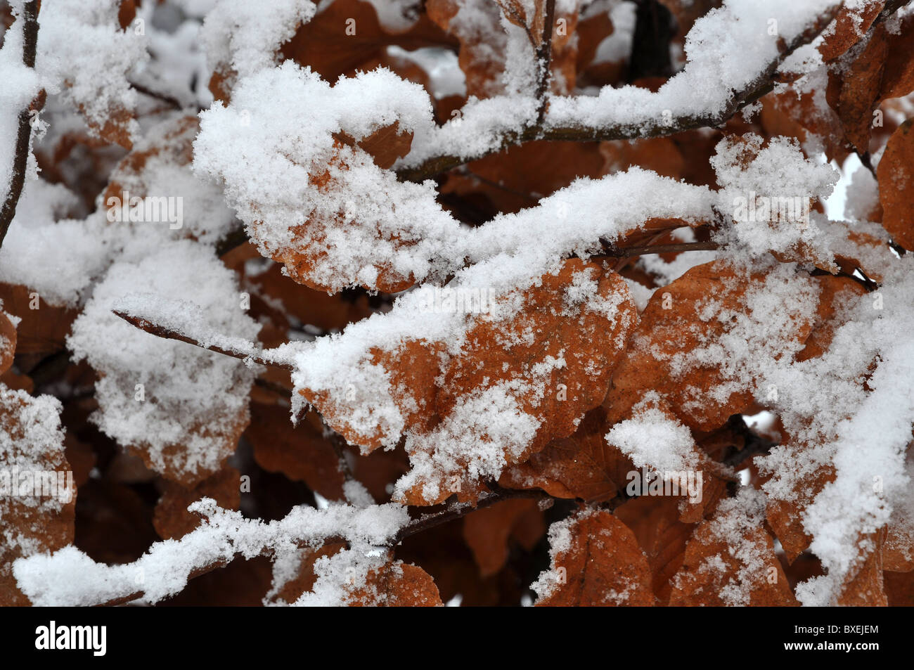 Brown hornbeam in winter covered by snow Stock Photo - Alamy