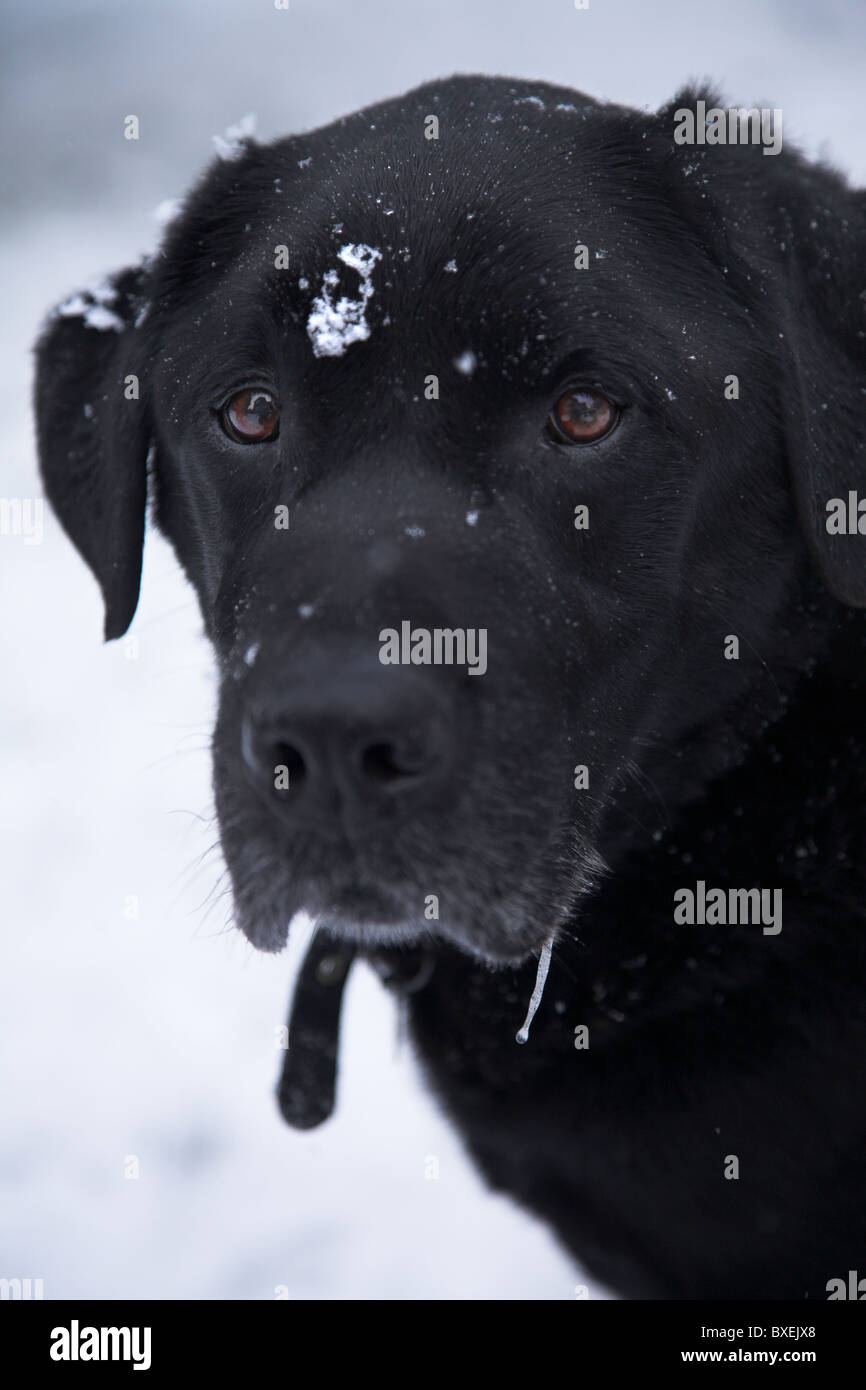 Black labrador retriever snow hi-res stock photography and images - Alamy