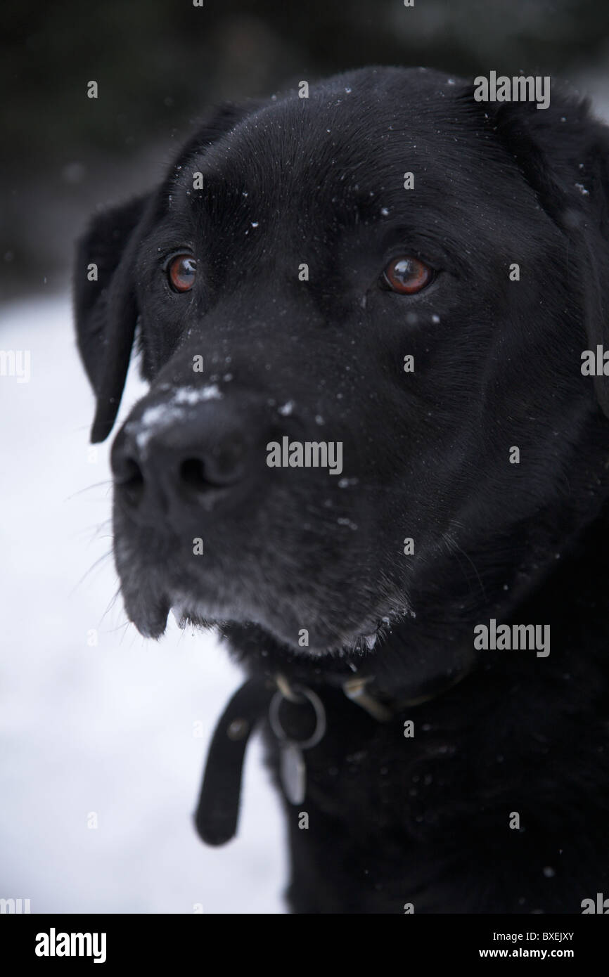 Black labrador retriever snow hi-res stock photography and images - Alamy