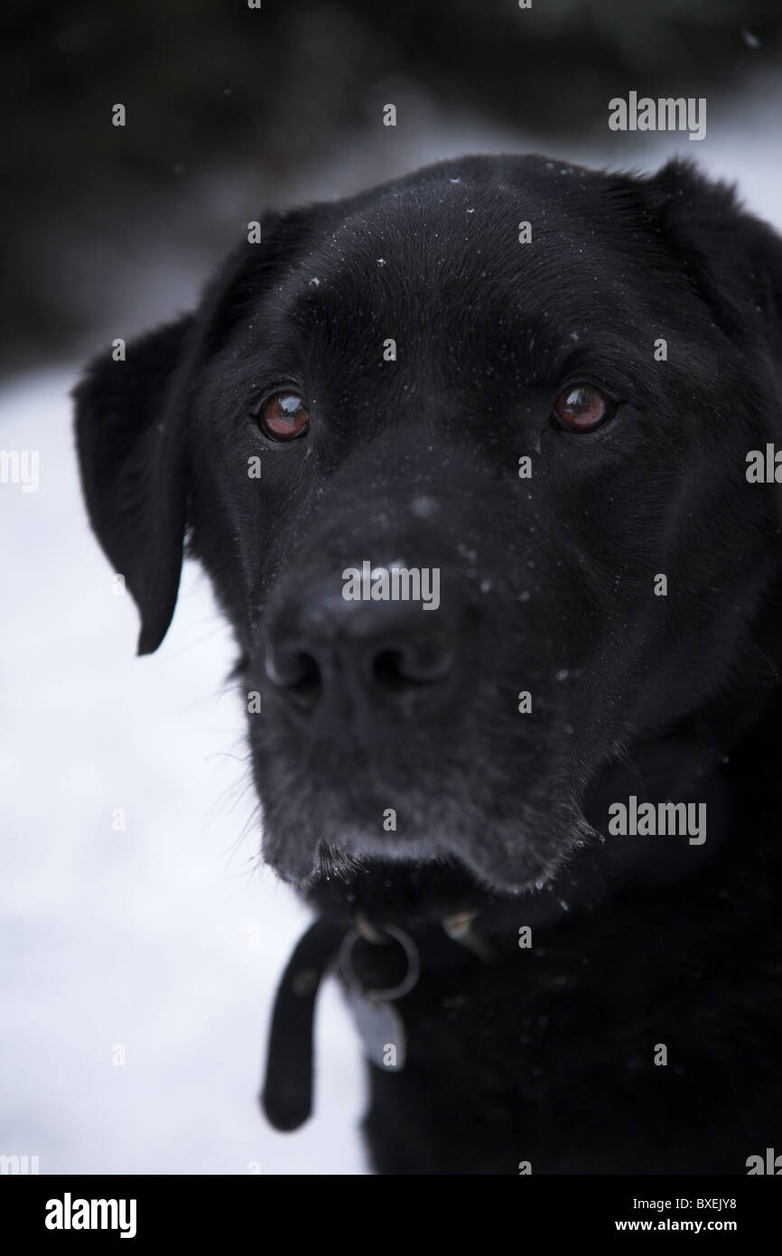 Labrador snow hi-res stock photography and images - Alamy