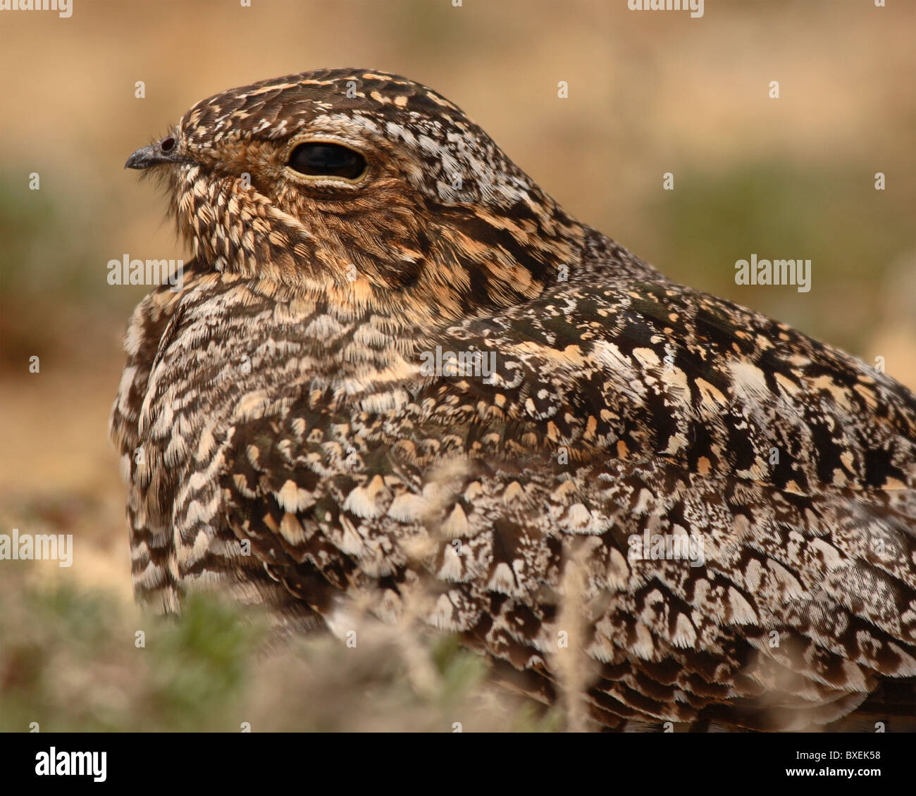 A Common Nighthawk Stock Photo - Alamy