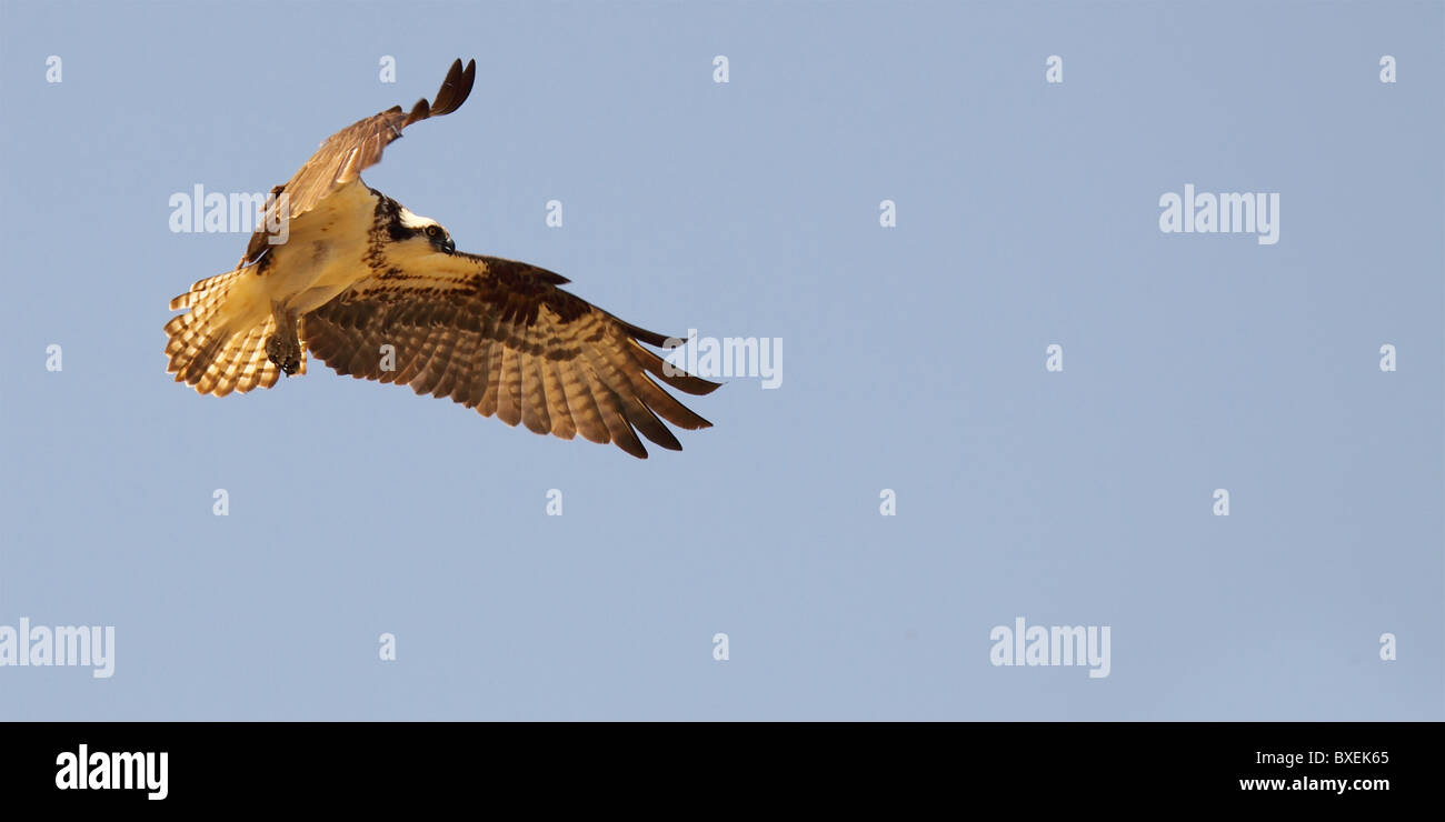 An Osprey flying with wings at full extension Stock Photo - Alamy
