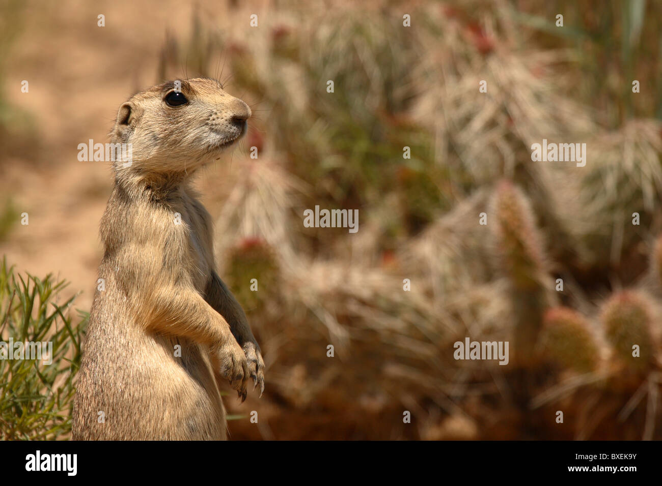 A White-tailed Prairie Dog looking around the desert Stock Photo - Alamy
