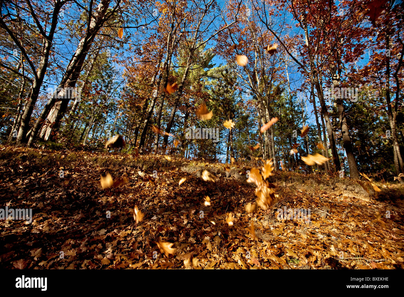 Autumn Trees fall Michigan colors beautiful red orange Stock Photo - Alamy