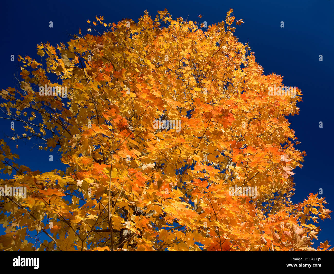 Michigan colors hi-res stock photography and images - Alamy