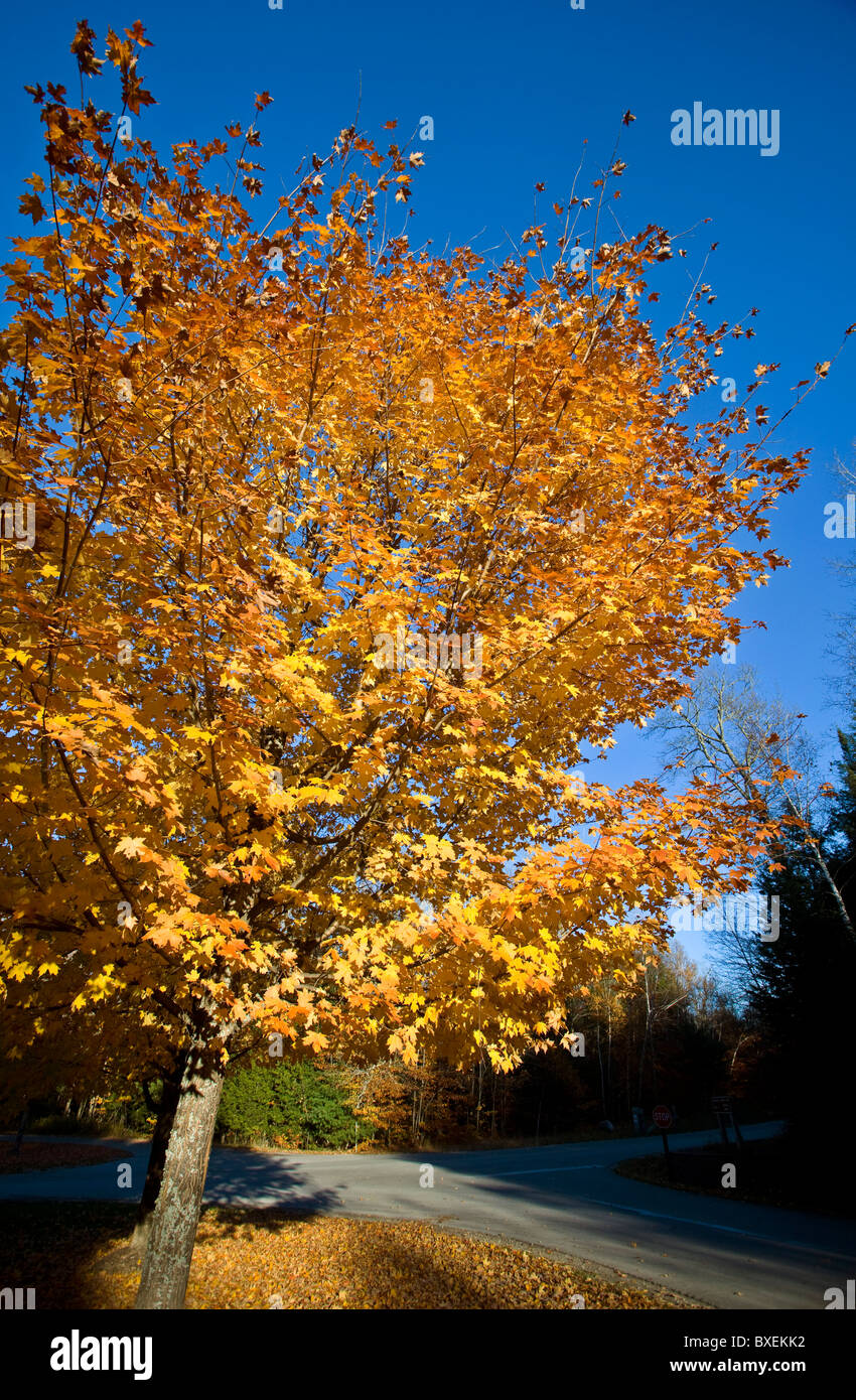 Michigan colors hi-res stock photography and images - Alamy