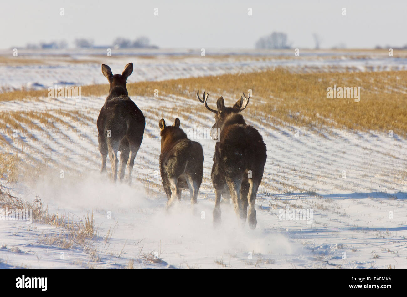 Moose canada rutting hi-res stock photography and images - Alamy