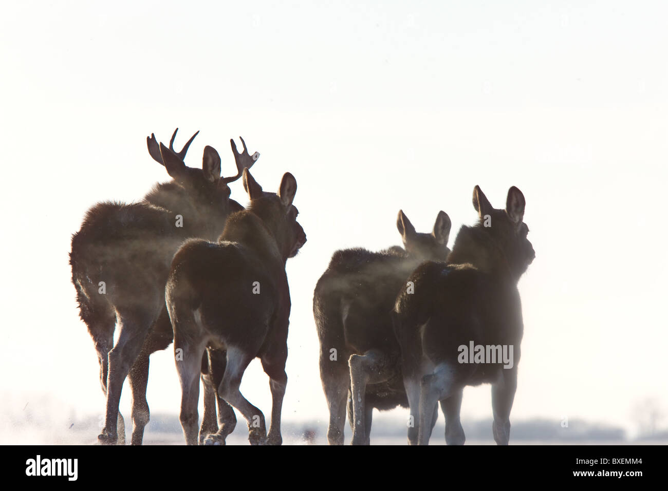 Moose running snow hi-res stock photography and images - Alamy