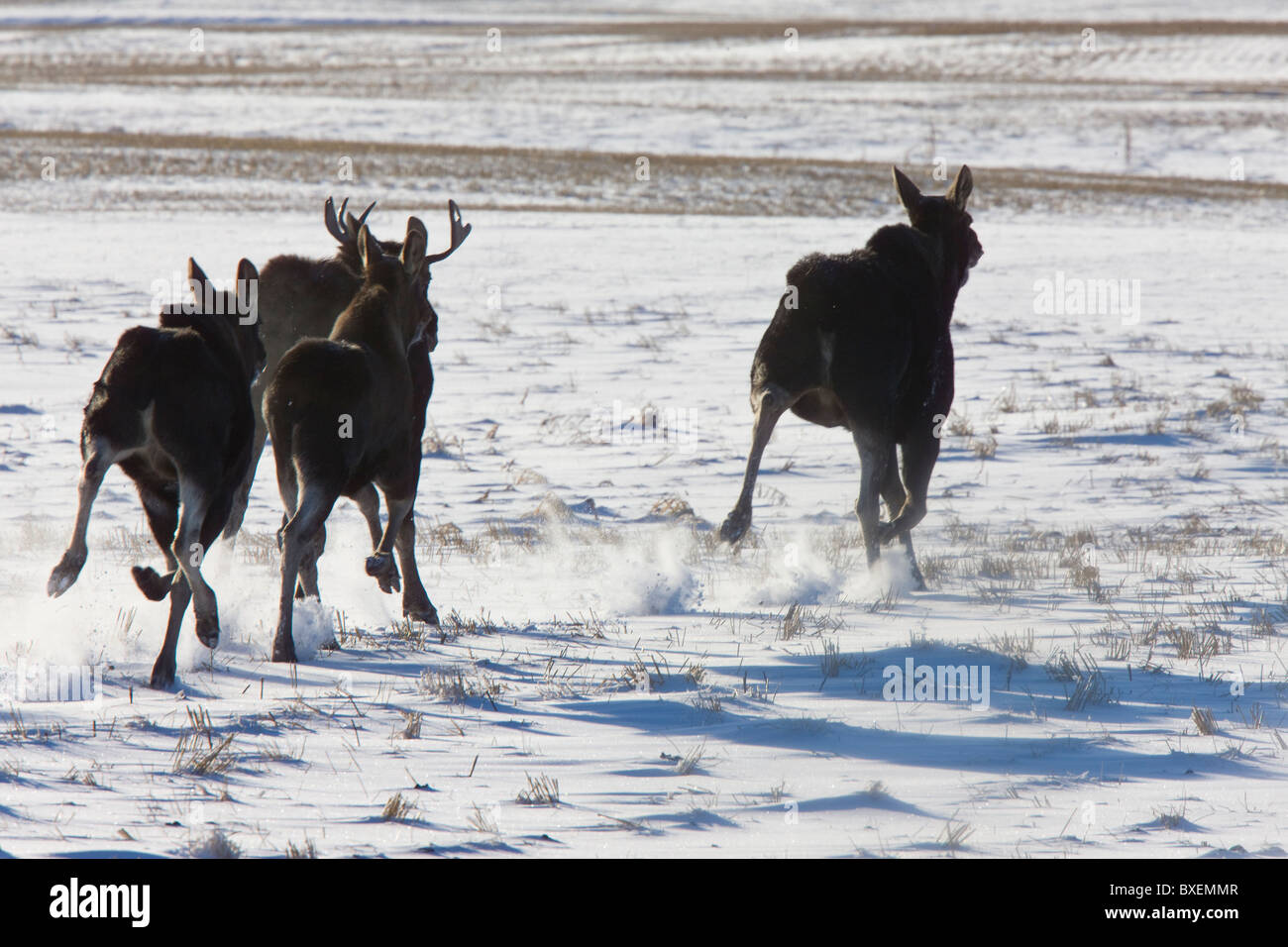 Moose canada rutting hi-res stock photography and images - Alamy