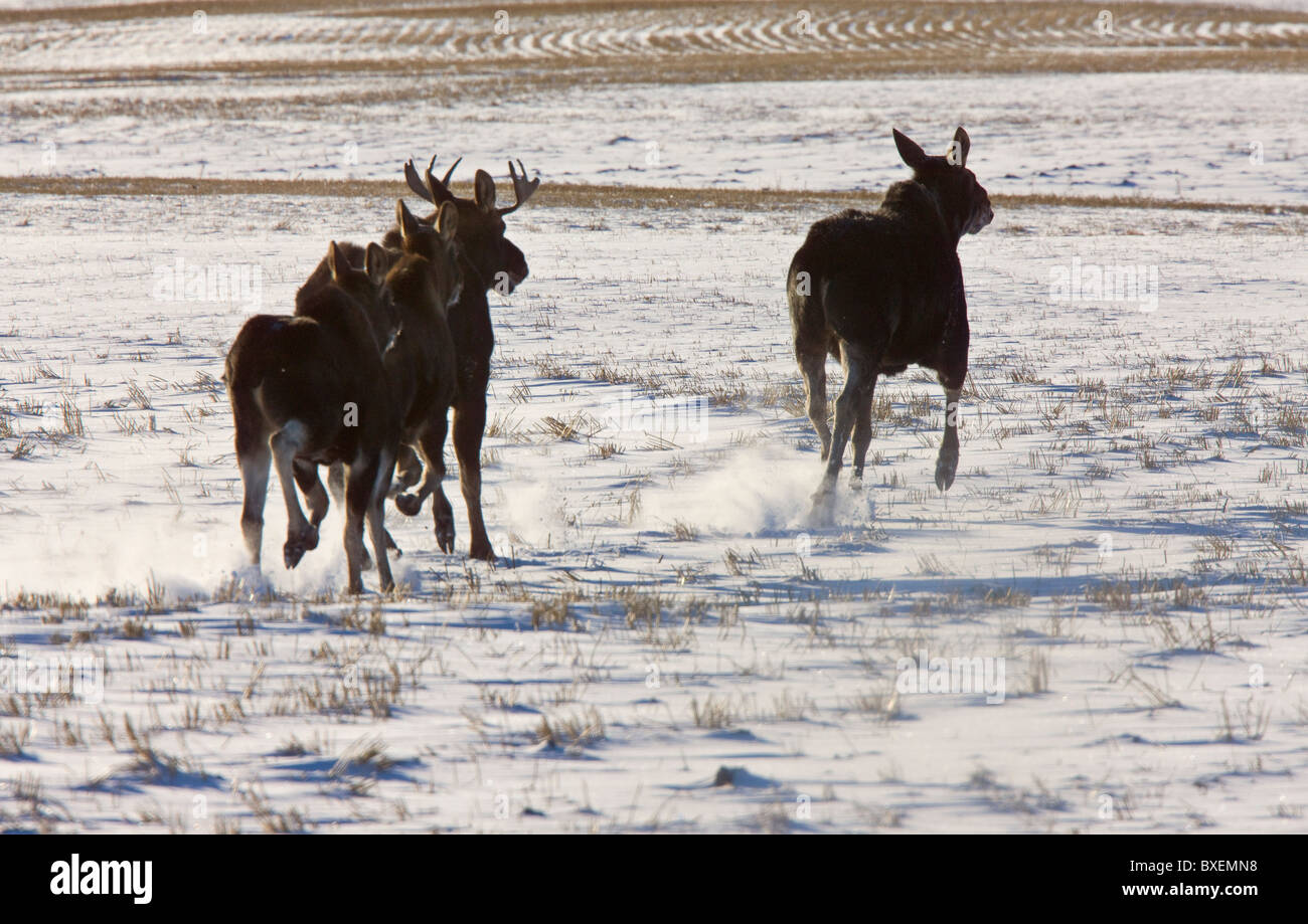Moose Running Snow High Resolution Stock Photography and Images - Alamy