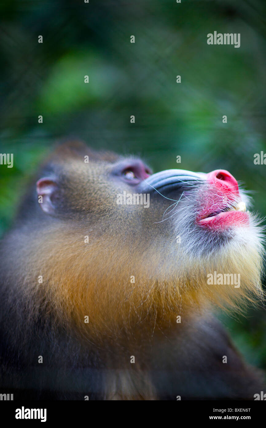 Mandrill Mefou reserve Cameroon Africa Stock Photo - Alamy