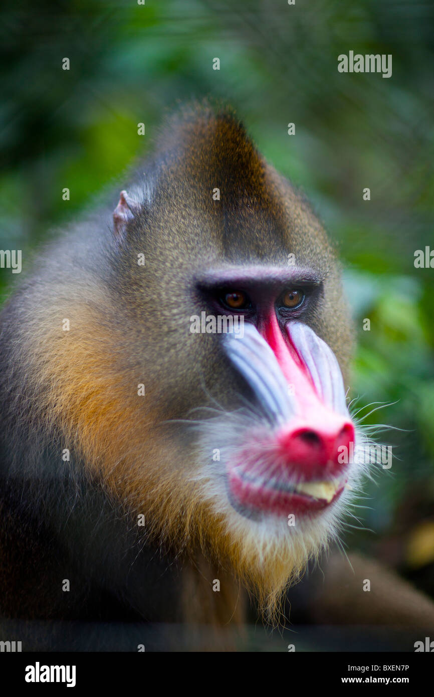 Mandrill Mefou reserve Cameroon Africa Stock Photo - Alamy