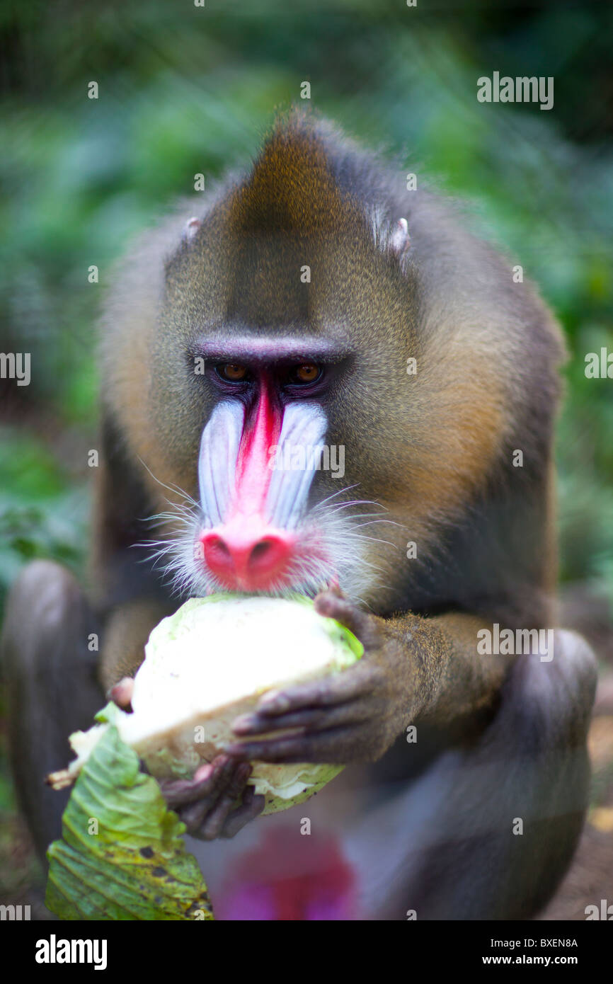 Mefou hi-res stock photography and images - Alamy