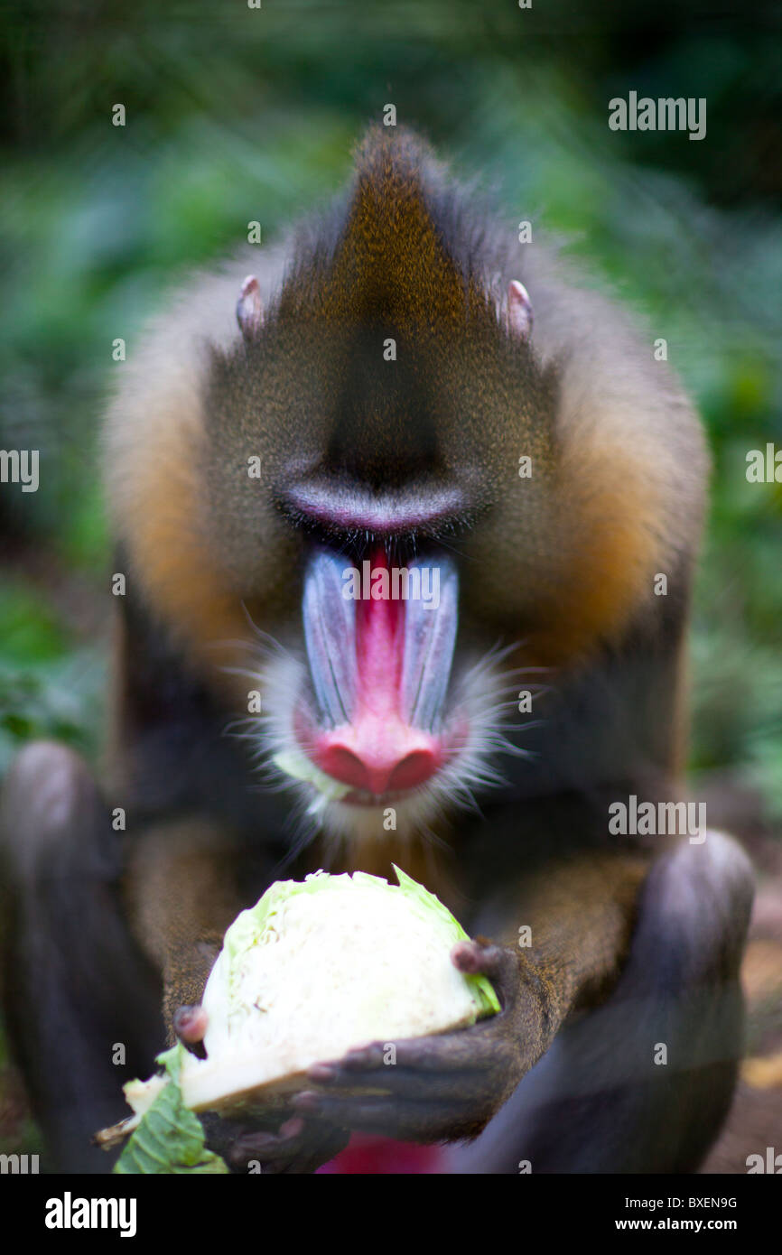 Mandrill Mefou reserve Cameroon Africa Stock Photo - Alamy