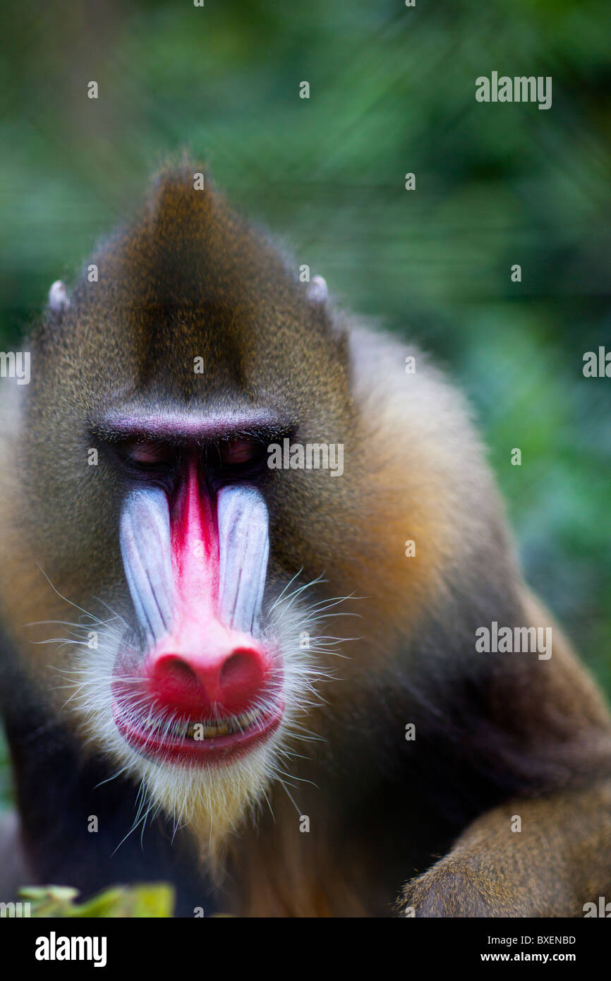 Mandrill Mefou reserve Cameroon Africa Stock Photo - Alamy
