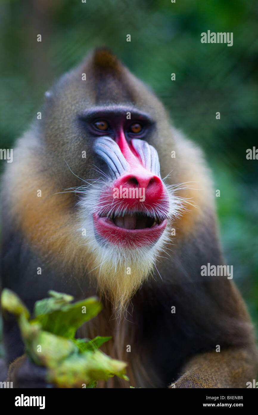 Mandrill hi-res stock photography and images - Alamy