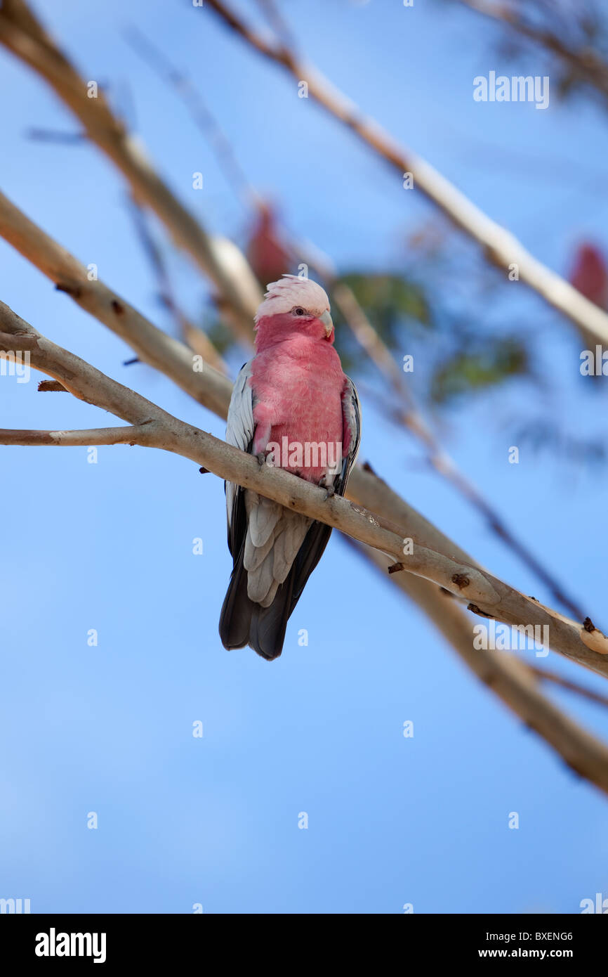 Galah Cockatoo Flying