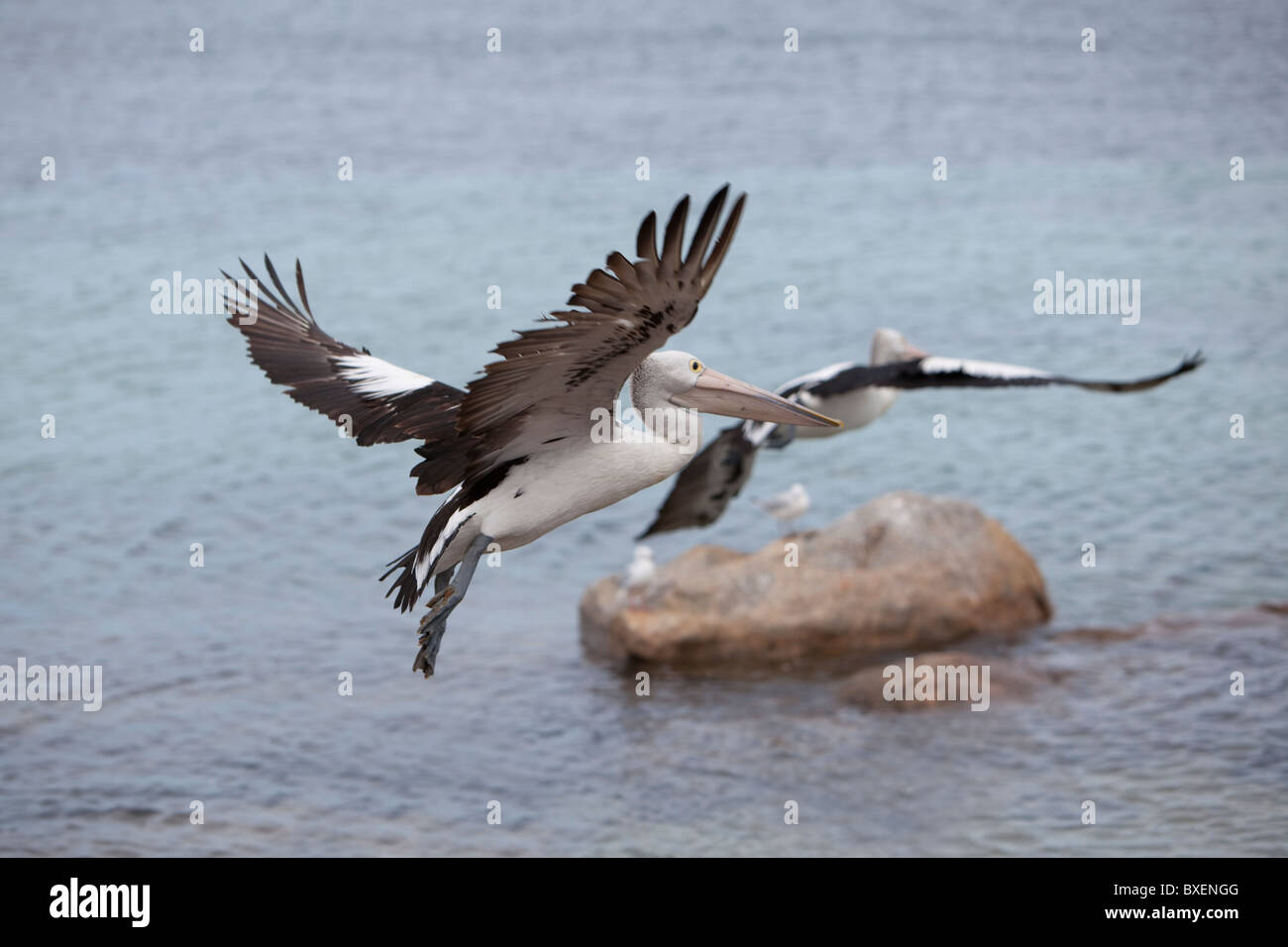 2 pelicans in flight over the sea Stock Photo - Alamy