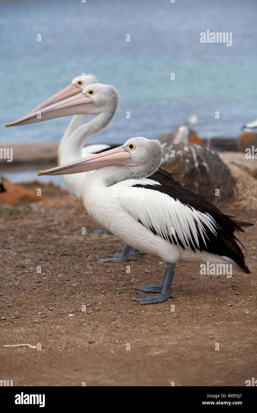 Australian pelican feeding hi-res stock photography and images - Alamy