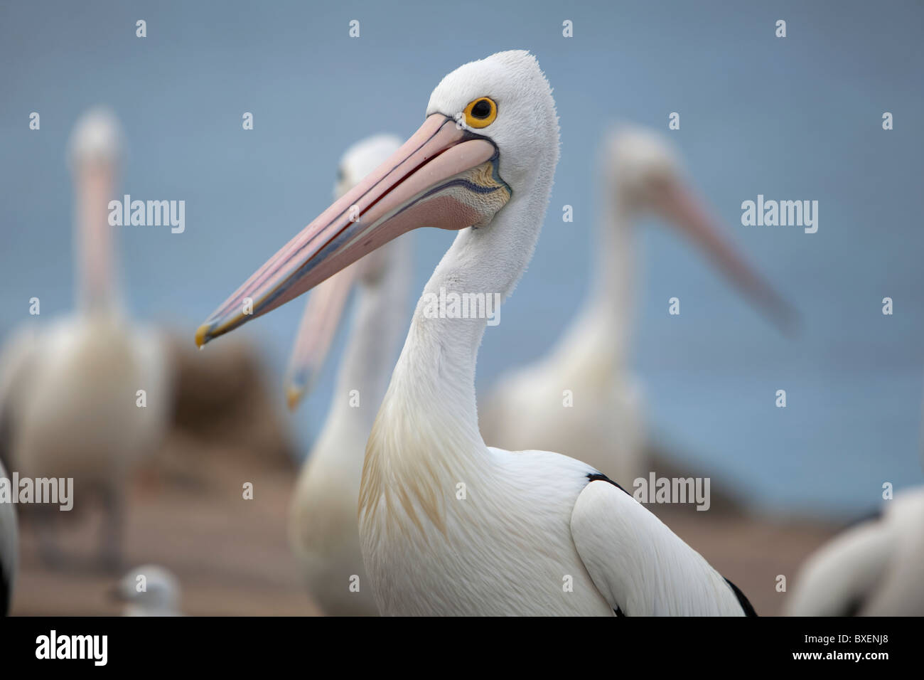 Pelicans looking different ways hi-res stock photography and images - Alamy