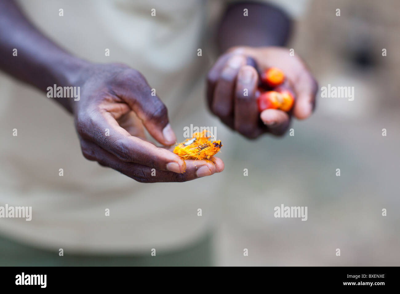 Coffee Growing Mefou Yaounde Cameroon Stock Photo - Alamy